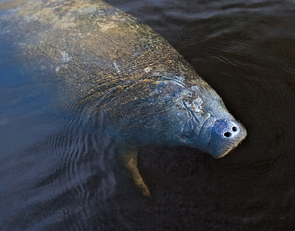 Living Sanibel: Manatee Park - SANIBEL-CAPTIVA - Island Reporter ...